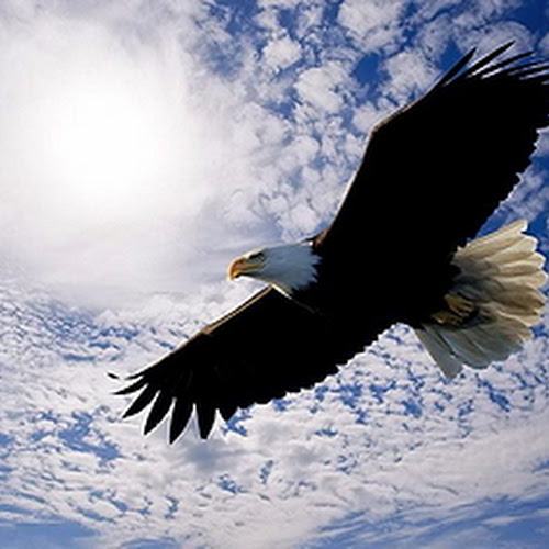 16+ Gambar Abstrak Burung Elang, Koleksi Cemerlang!