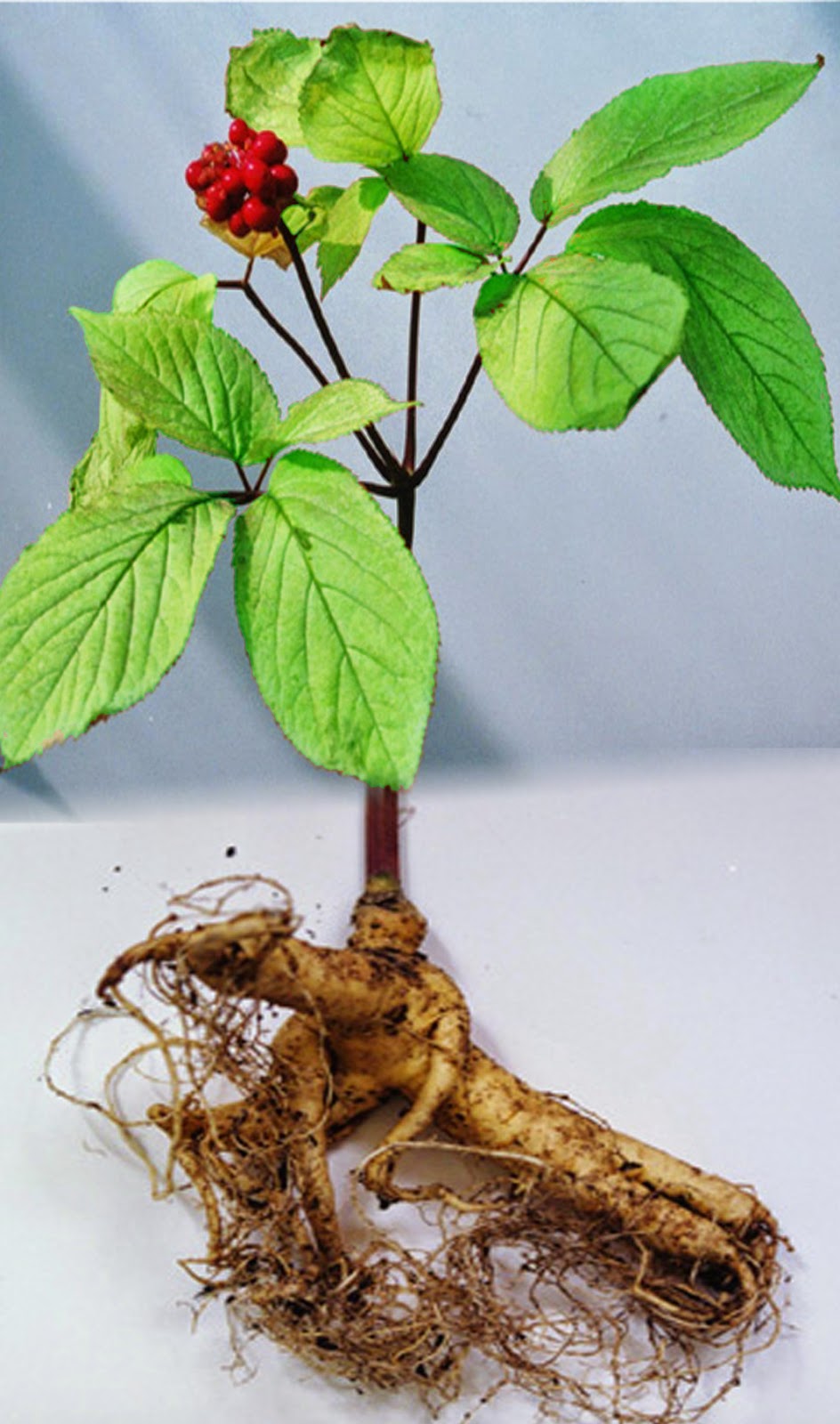 Laboratorio Rueda Farma: Propiedades del Ginseng
