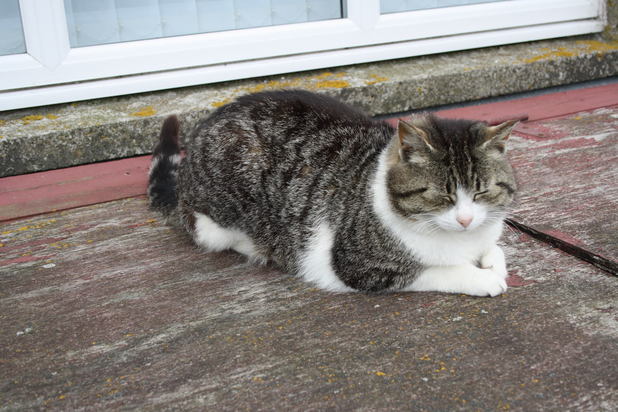 What Does Your Cat's Sleeping Position Reveal About Its Character