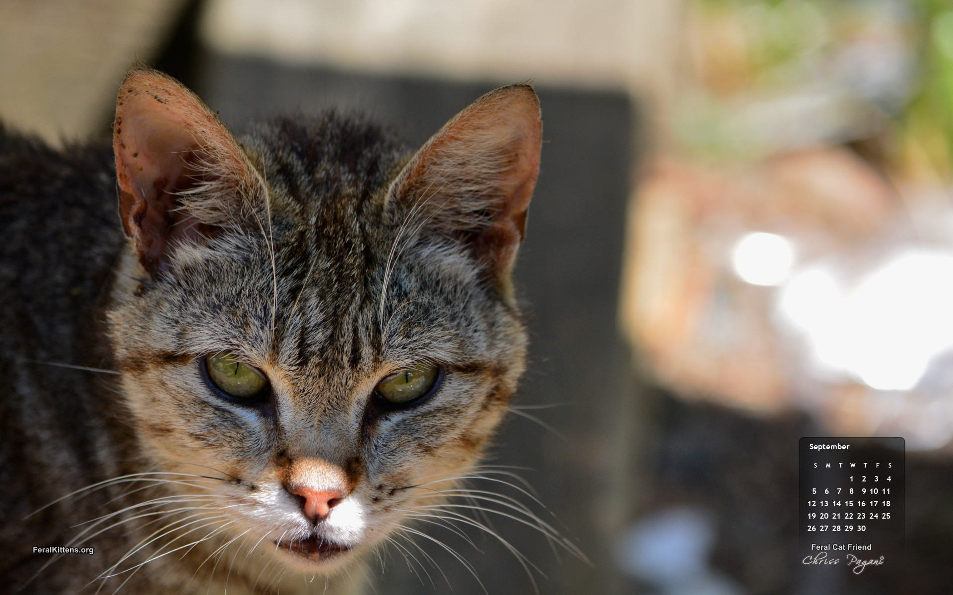 September Cat of the Month Calendar Wallpaper - Feral Cat Friend