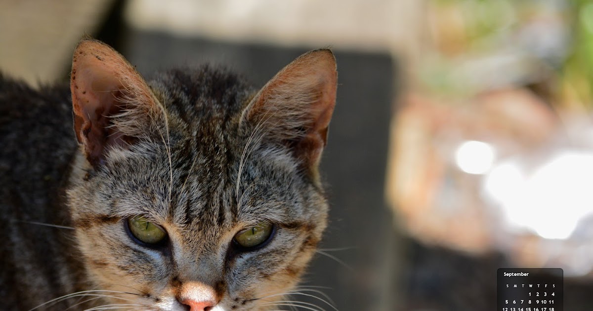 September Cat of the Month Calendar Wallpaper - Feral Cat Friend