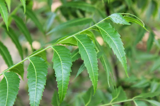 Anda Tahu Daun Mimba ?? Ini Dia Khasiat Tersembunyi yang Terkandung ...