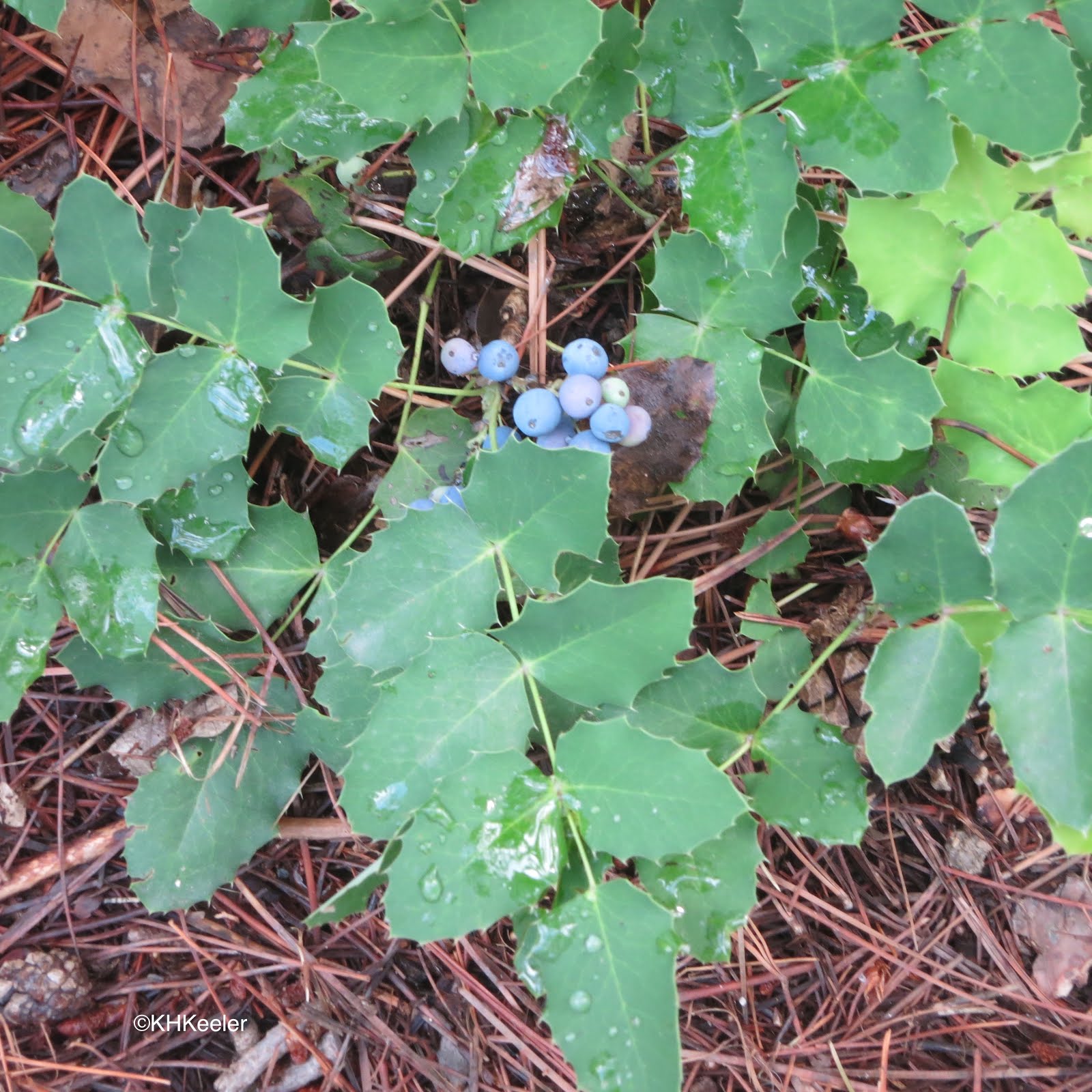 A Wandering Botanist: Plant Story--Creeping Hollygrape, Berberis repens