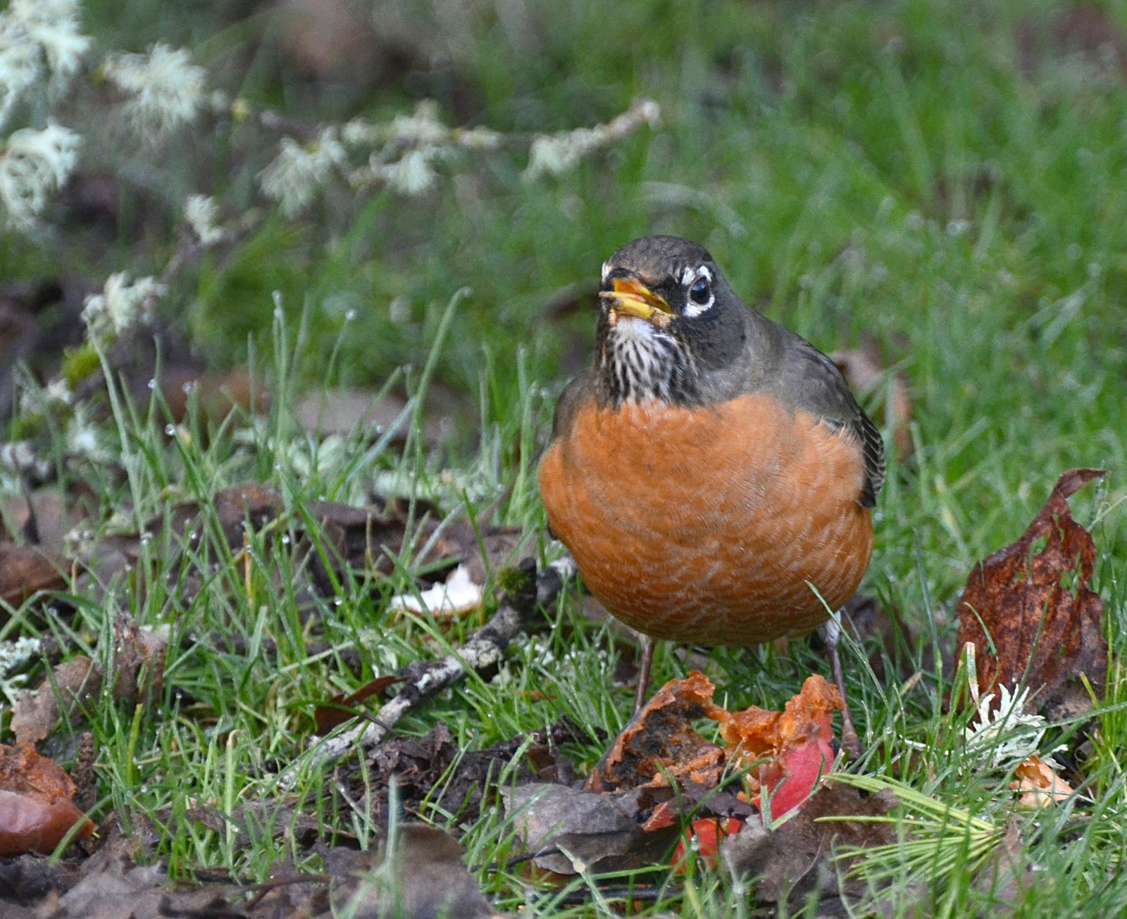 Oregon Backyard Birds, etc.: The Batman and Robin