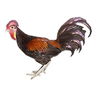 Ternak Unggas: Mengenal Ayam Bekisar