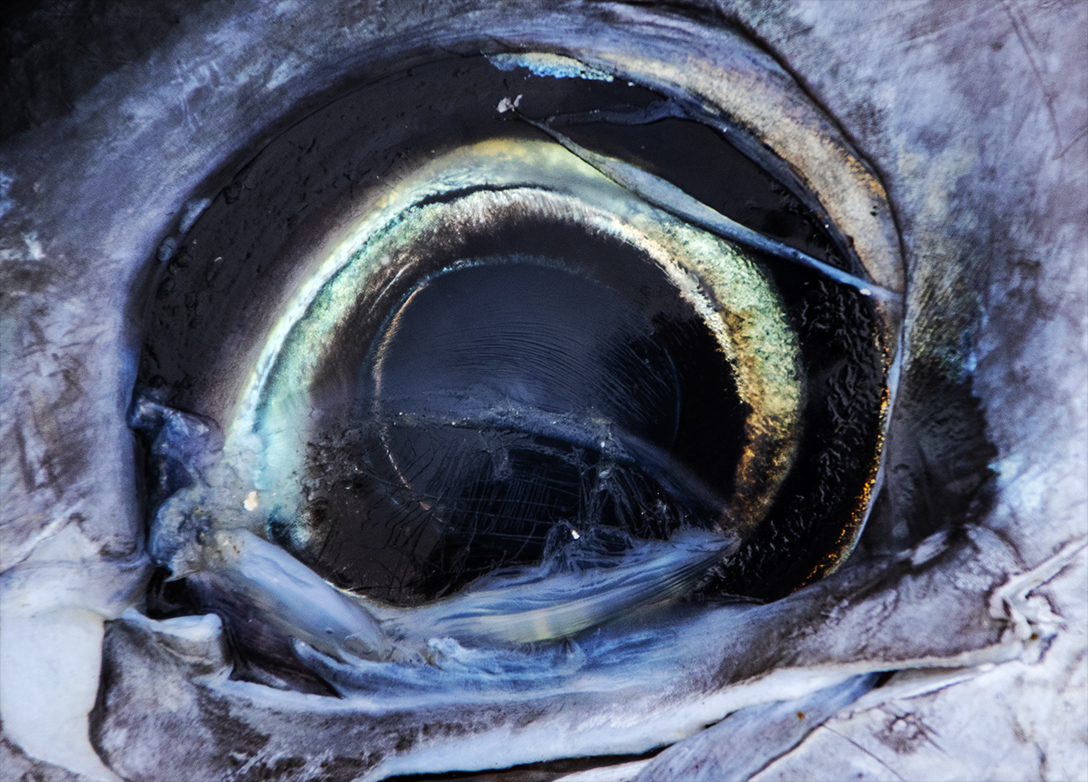 Jim Baugh Outdoors TV: New state record Bluefin Tuna (Pending) in ...