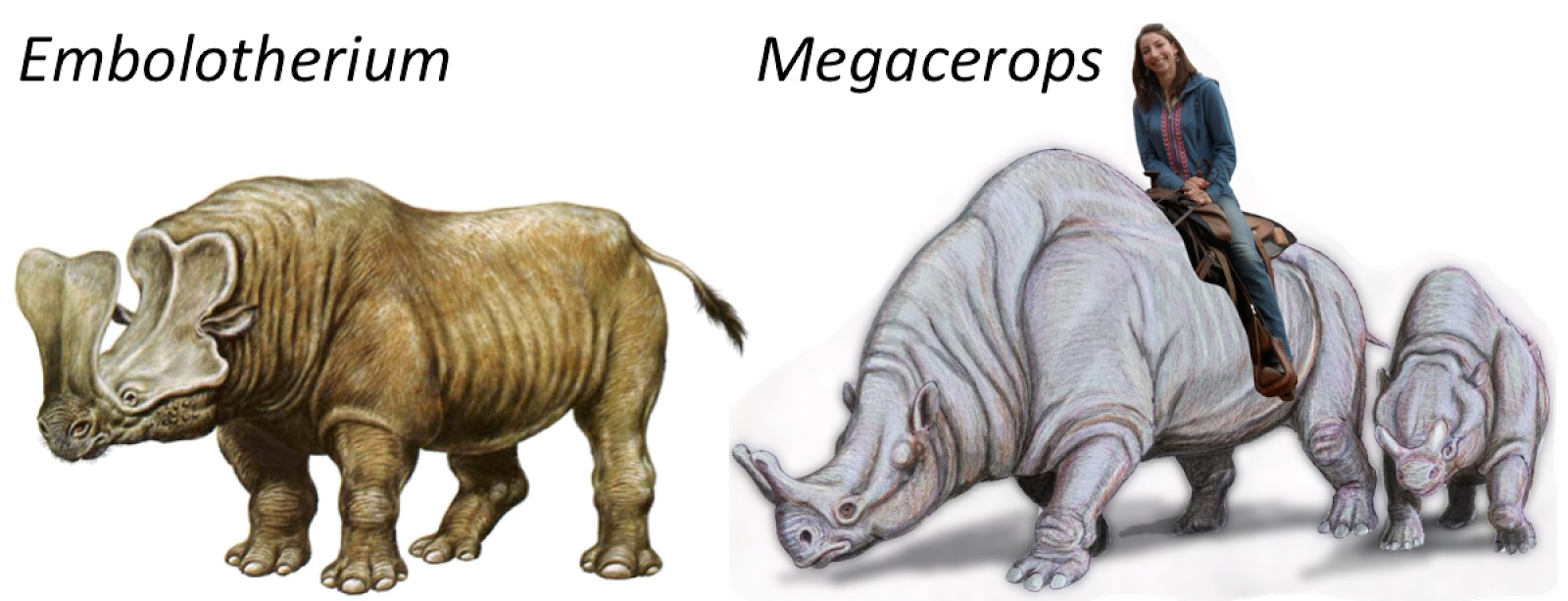 Mary Anning's Revenge: Awesome Dead Shit: Brontotheres