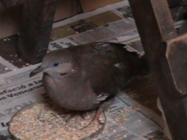 Mi pichon de cuculi ( Zenaida Meloda): COMO ALIMENTAR UN PICHÓN DE ...