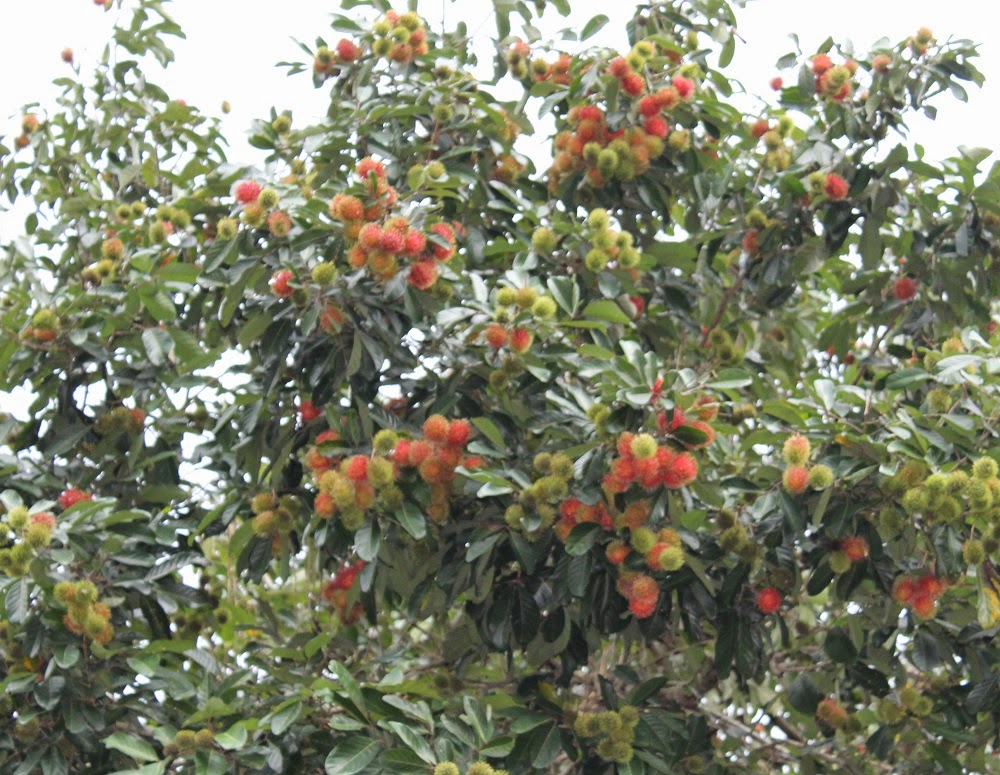 Dunia Tumbuhan (Flora): Rambutan
