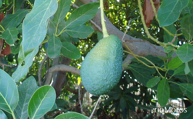 Monospermo | Plantas rioMoros