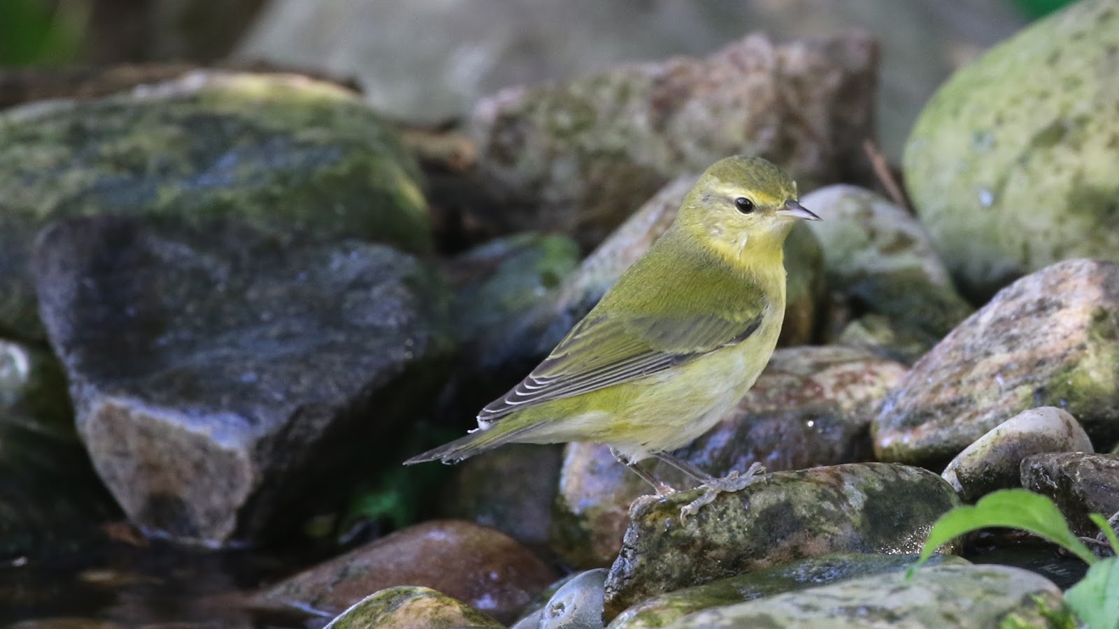 Immature Tennessee Warbler.