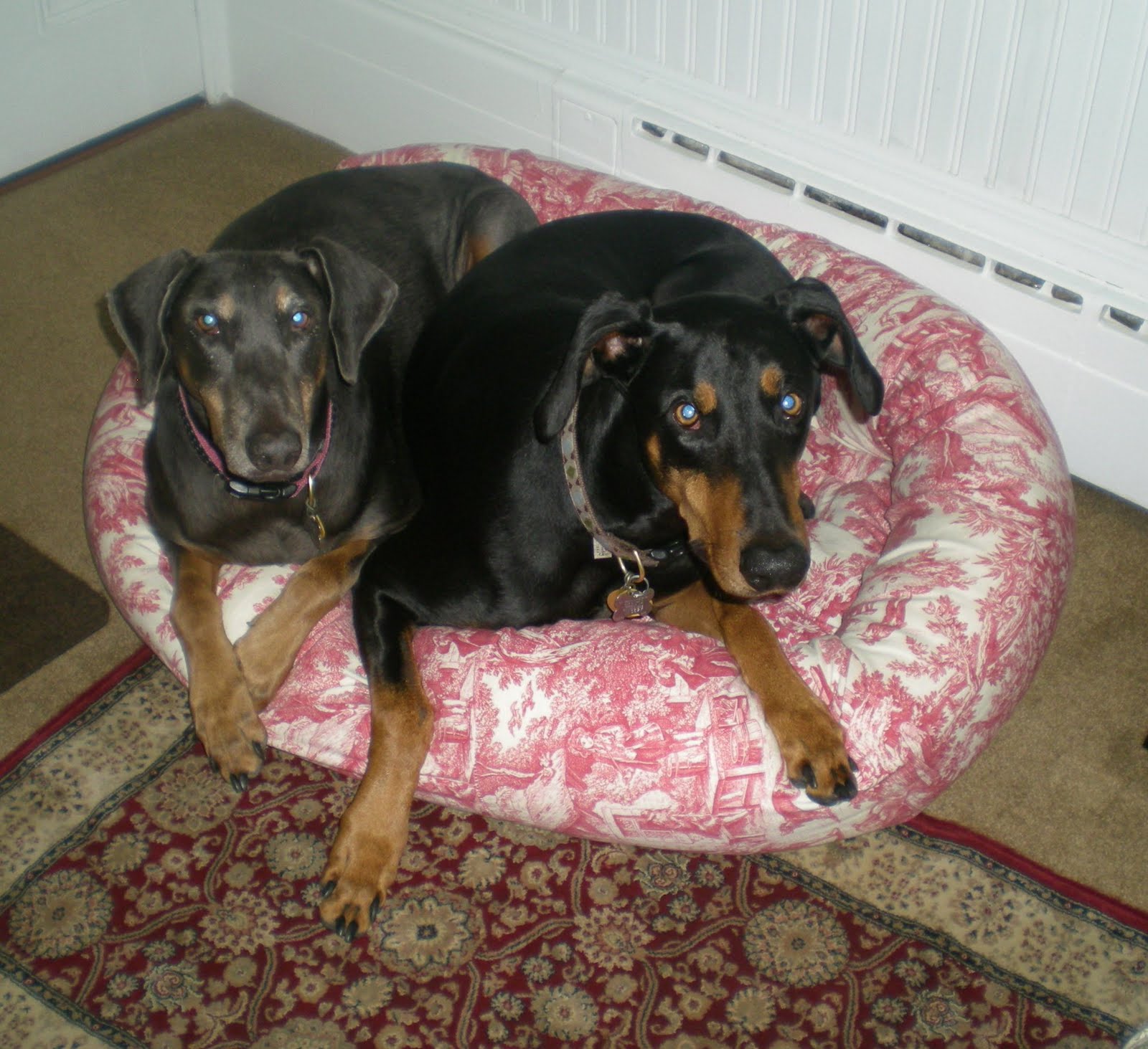 Jarvis House: Dog Sitting the Dobermans in Centerport