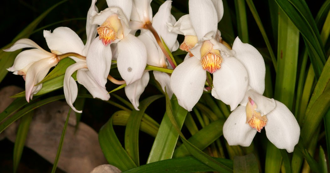 Grow and care Cymbidium erythrostylum orchid - The Red Column Cymbidium ...