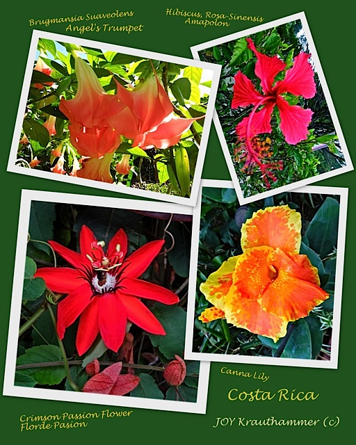 JOY's PHOTO COLLAGES: COSTA RICA collages by Joy Krauthammer