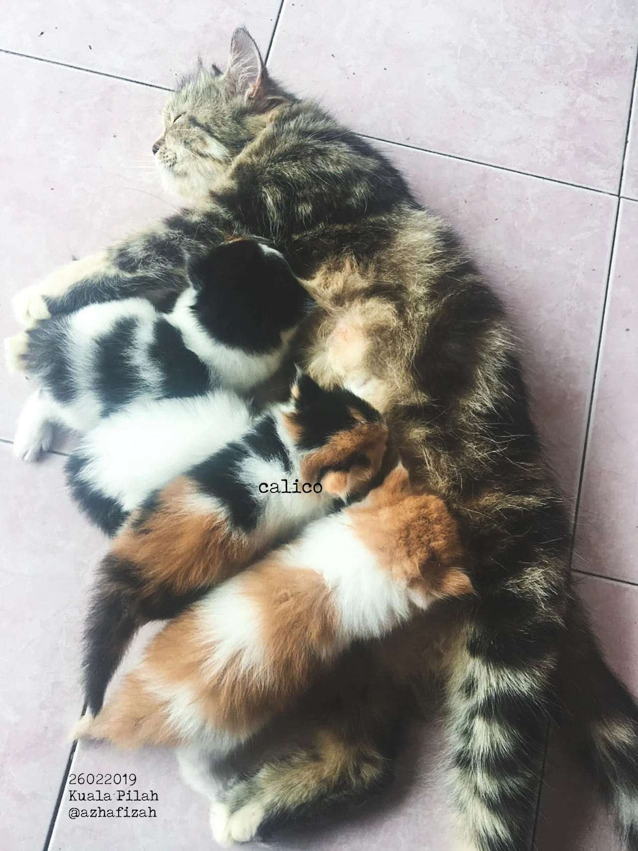 Si Calico, Kucing Tiga Warna
