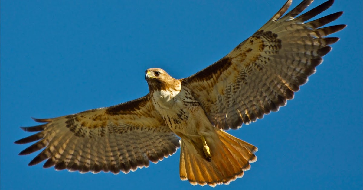 Swainson's Hawk Watch: Red-Tailed Hawks are apparently laying on eggs