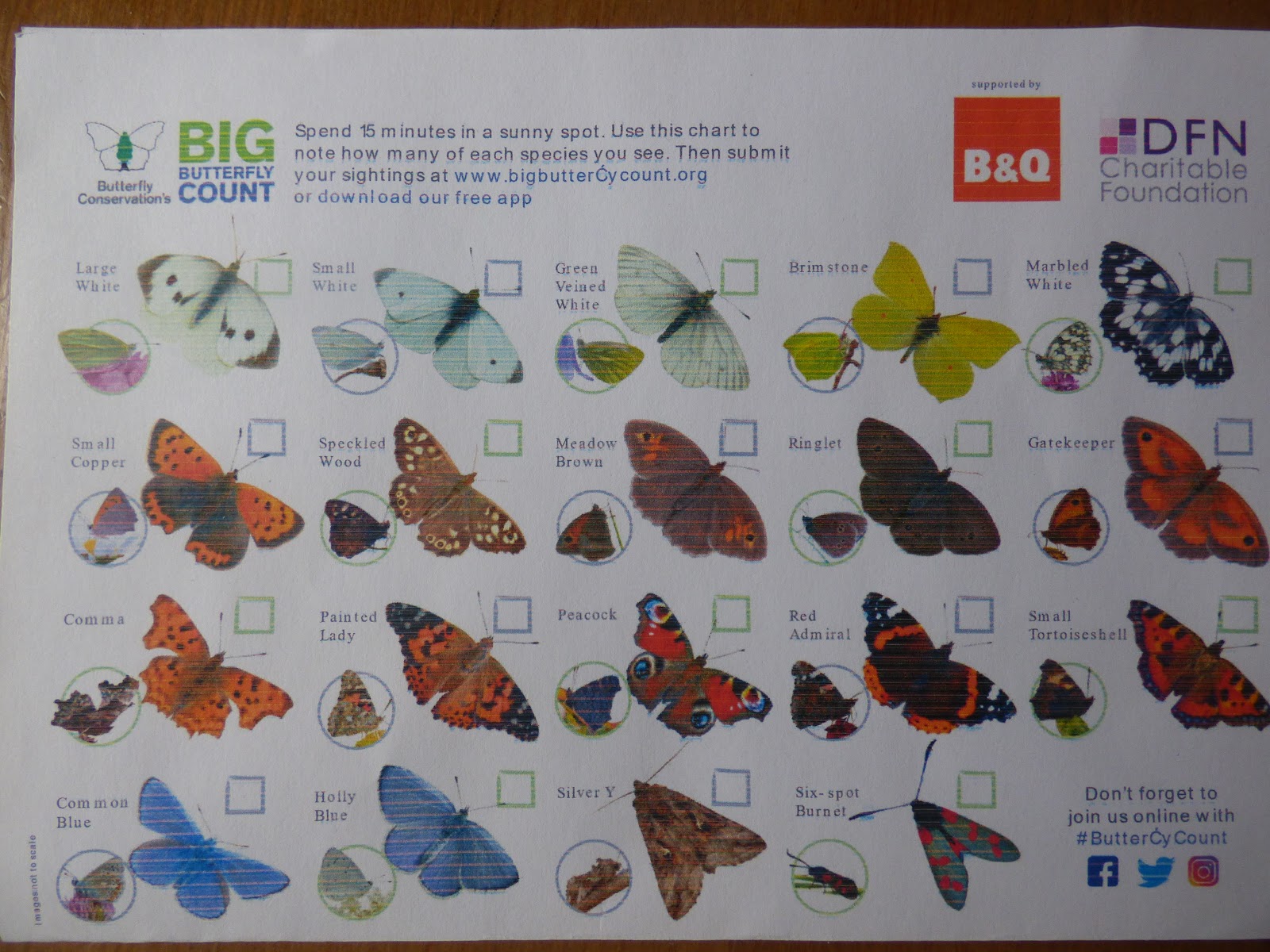 My Quiet Life in Suffolk: Counting Butterflies