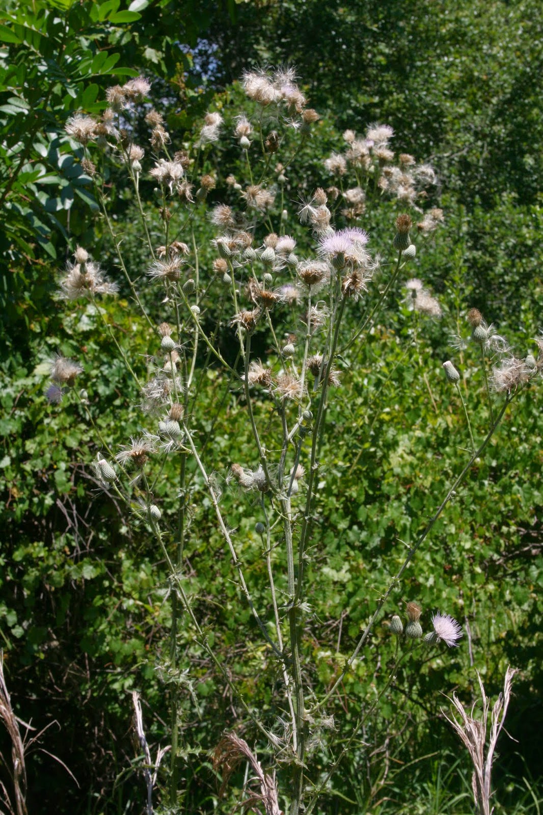 Native Florida Wildflowers: Nuttall's Thistle - Cirsium nuttallii