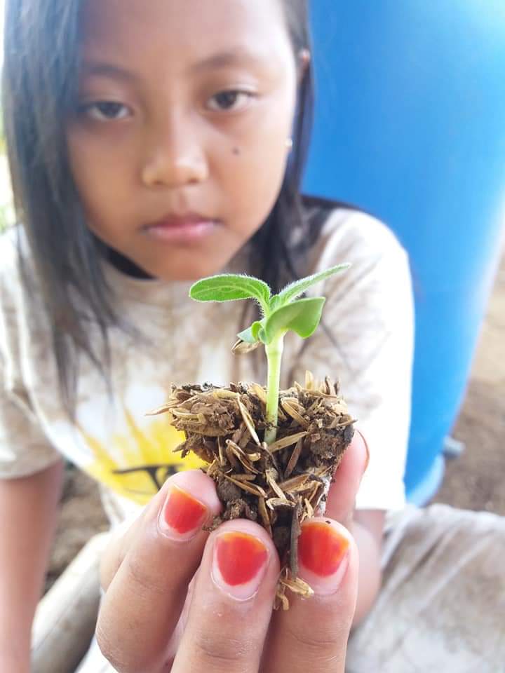 Tips Dan Trik Cara Semai Bunga Celosia - Landasan Petani