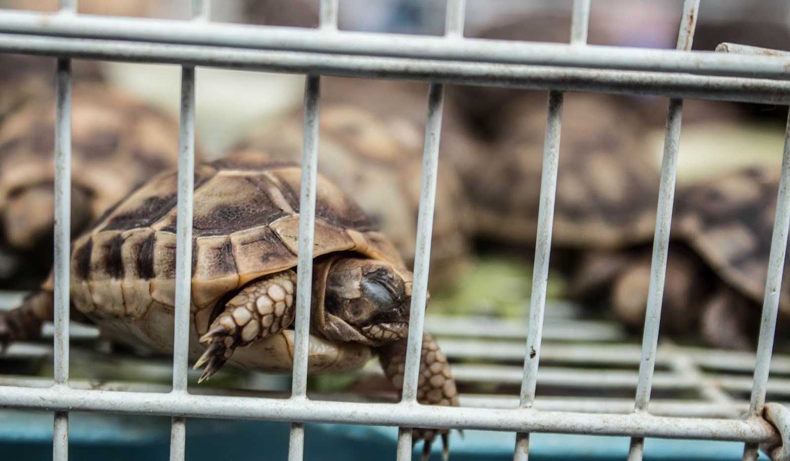 Sleeping tortoise | Just Smile