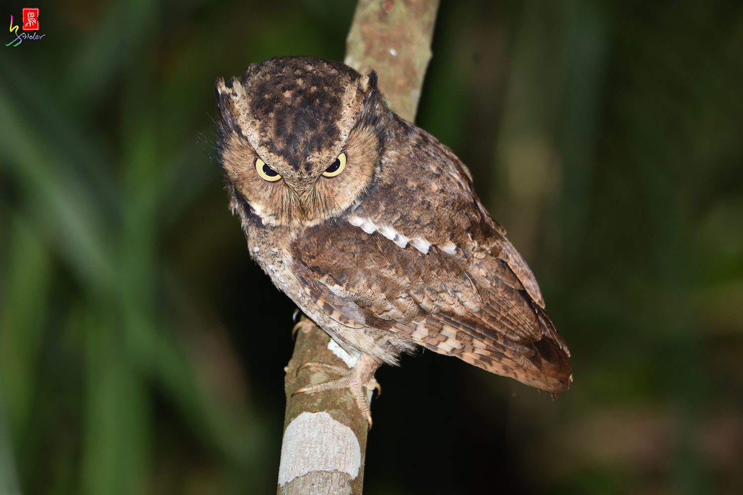 Alder's Bird-watching Notes: 三峽黃嘴角鴞．Mountain Scops Owl@Sanxia．2020/10/08