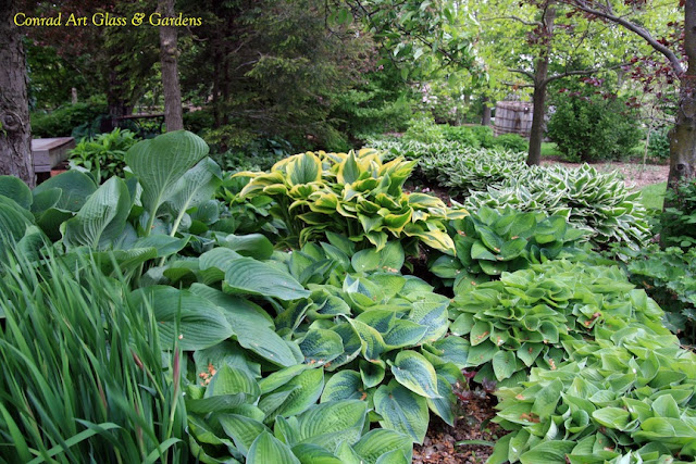 Conrad Art Glass & Gardens: Hostas at Oak Lawn