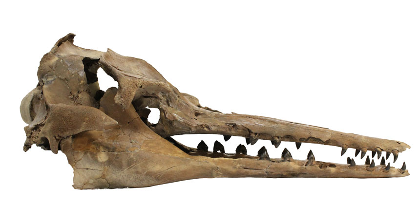 Species New to Science: [PaleoMammalogy • 2016] Echovenator sandersi ...