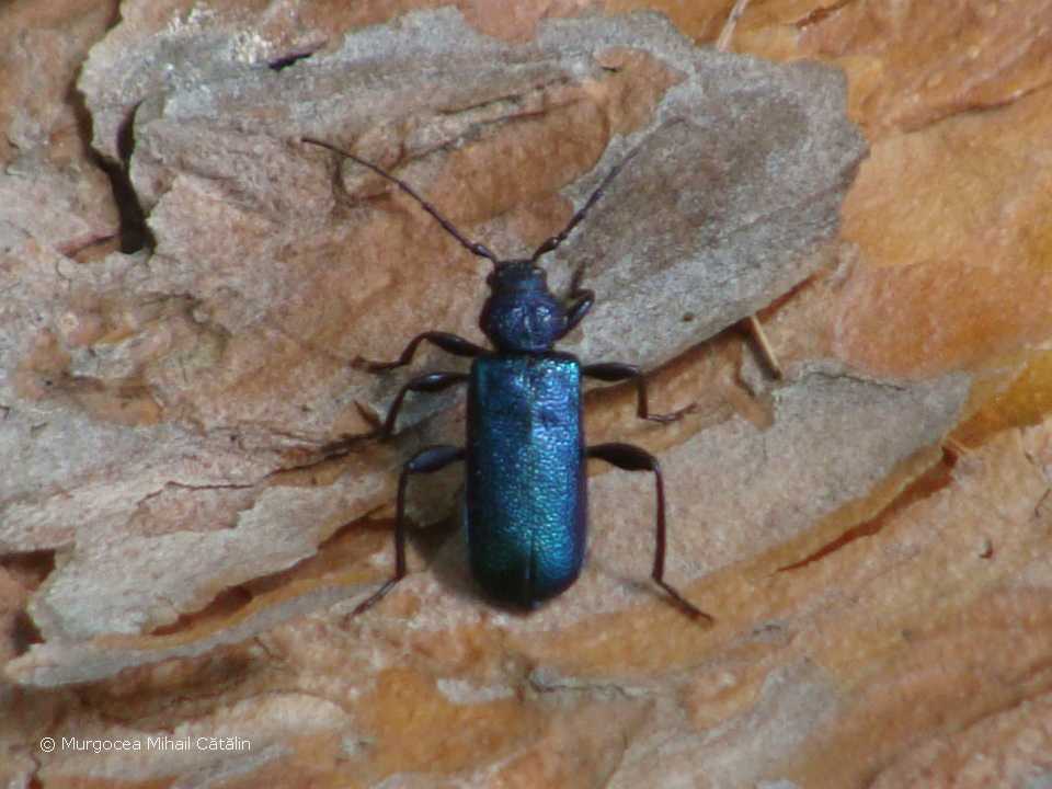 Beetles from Romania: Callidium (Callidium) violaceum