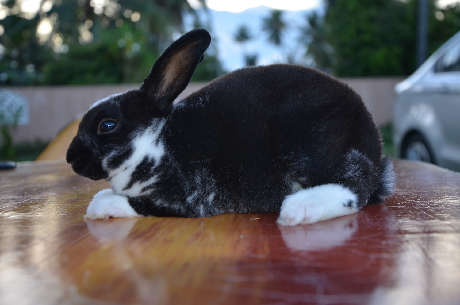 Rabbit Territory: Broken Black Mini Rex