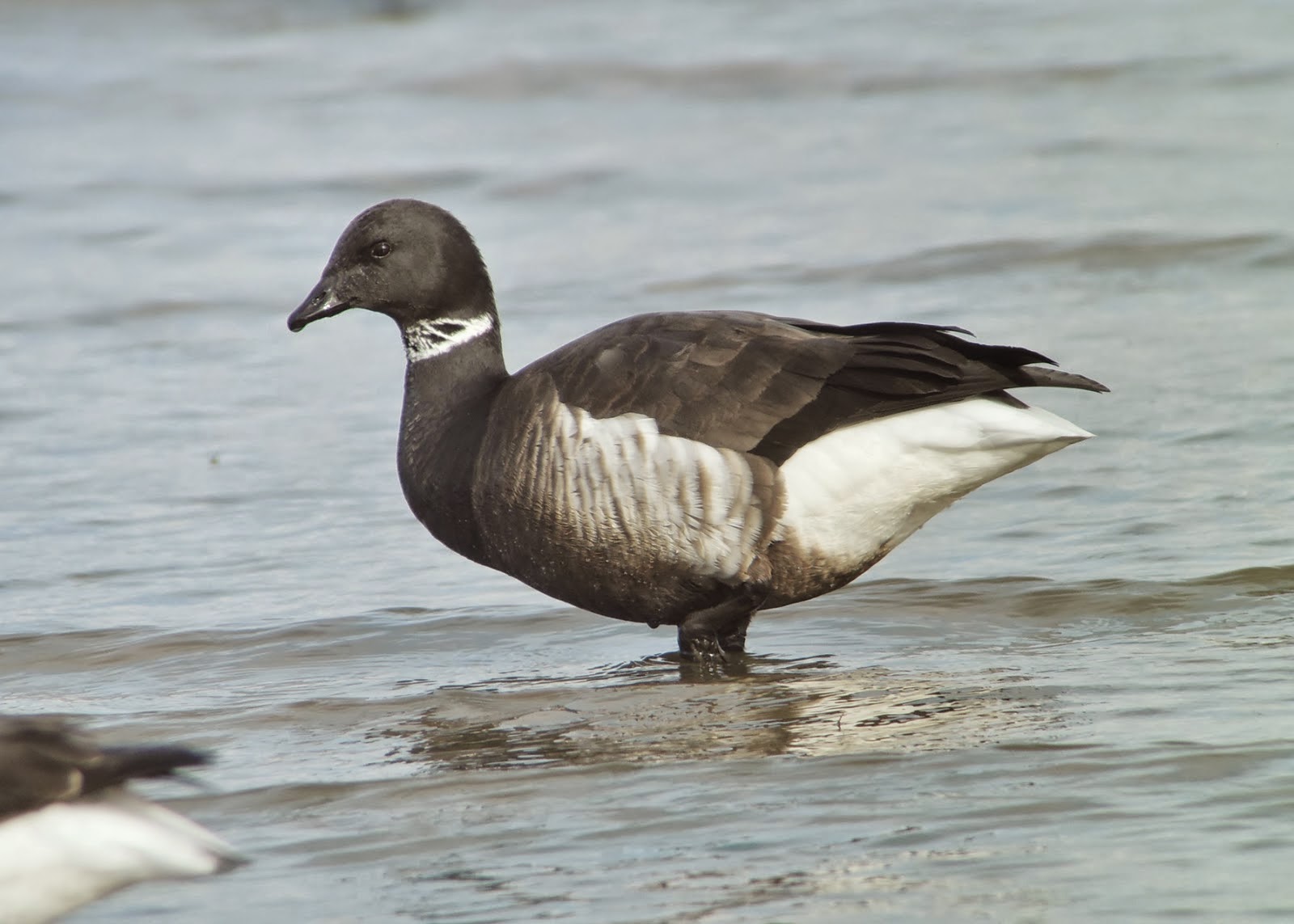 birdingexmouth: Same Black Brant?