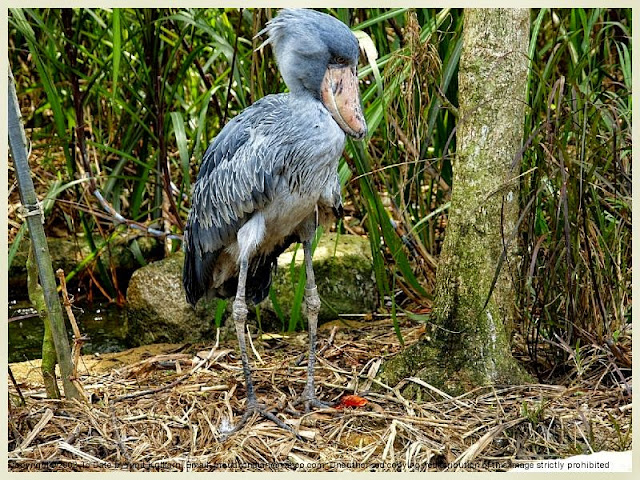SHOEBILL photos - wallpapers (ανανεωμένο) | the fun bank