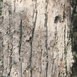 Paisajista Laila Huber: ÁRBOLES NATIVOS: Nothofagus nervosa o ...