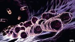 Alerta Hanseniase: O que é Hanseniase?