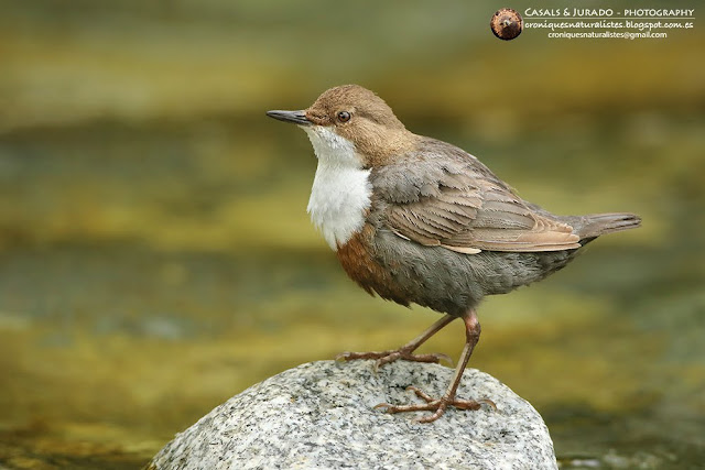 CRÒNIQUES NATURALISTES: MERLA D'AIGUA - MIRLO ACUÁTICO - WHITE THROATED ...