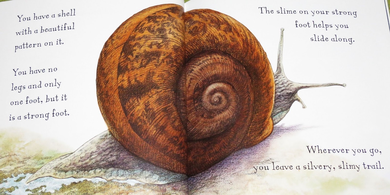 Activitati educative de la suflet la suflet: Melcul (2 ani si 9 luni)