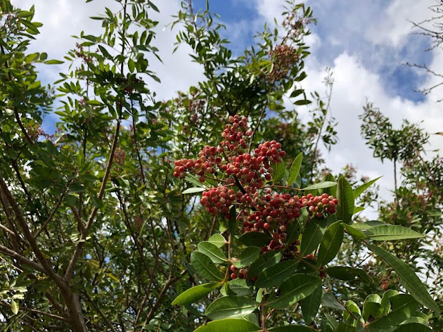 Divagar entre FLORES - ANIMAIS - NATUREZA: 🌹 Aroeira-vermelha (Schinus ...