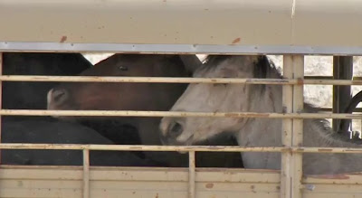 Save the Mustangs: Photos of BLM Roundups
