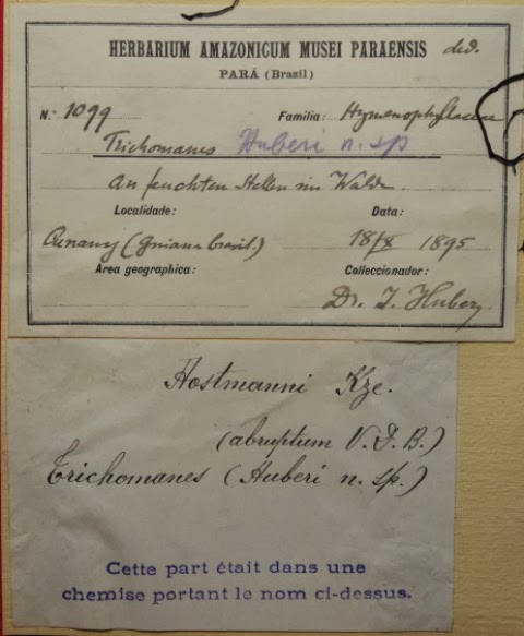 Jacques Huber and the Amazonian Botany: Plant collections