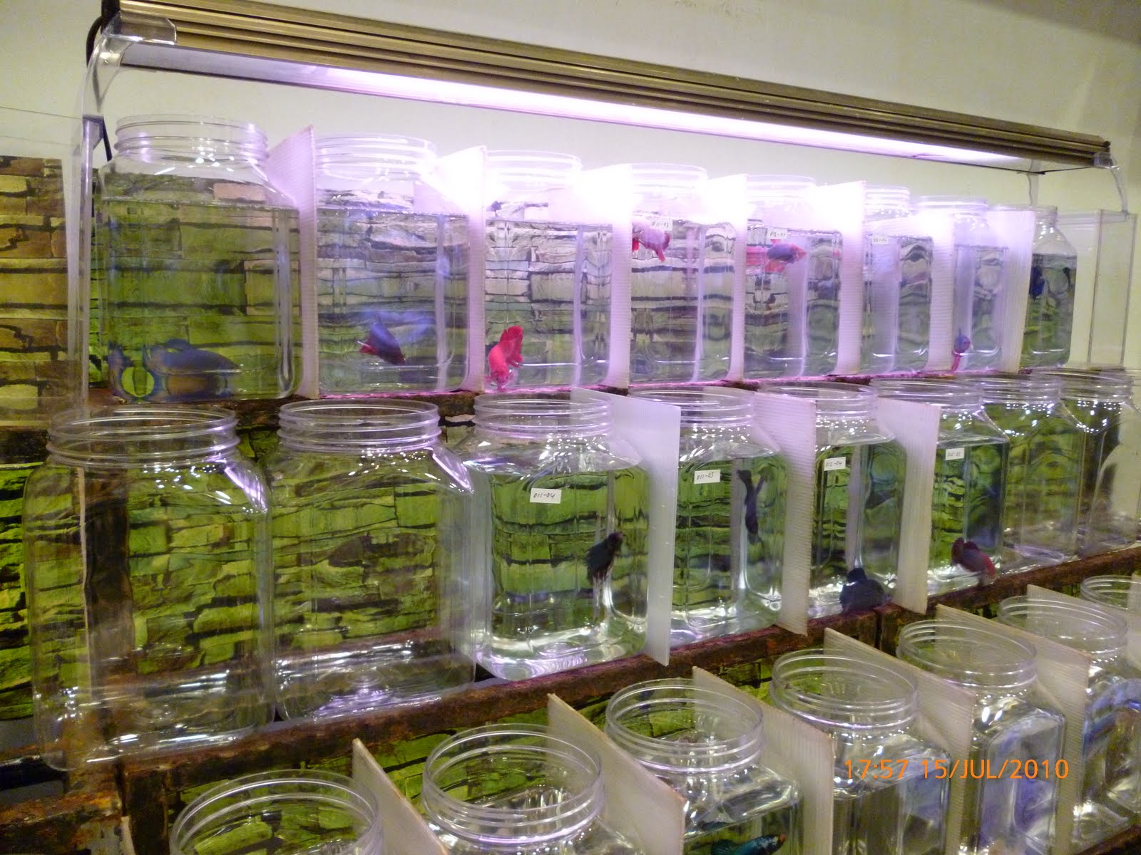 bettakeepers: giants betta at kelson betta show