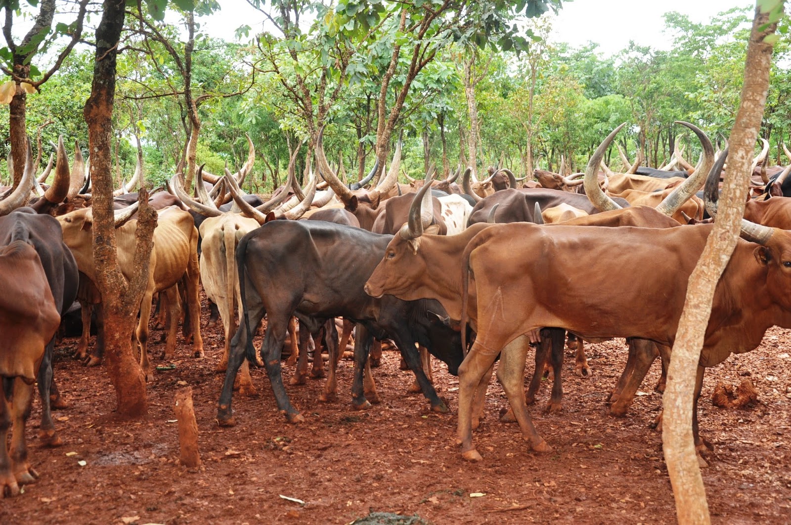 HABARI MIFUGO NA UVUVI: SERIKALI YATAIFISHA KUNDI LINGINE LA NG'OMBE ...
