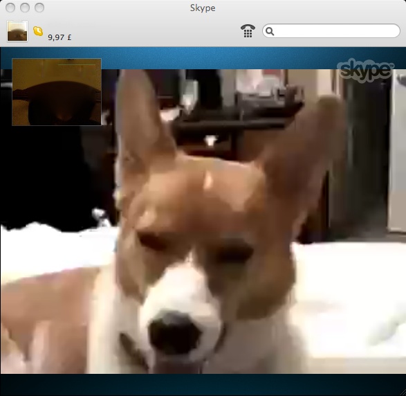 Random & Variable: Skype Dog Part II