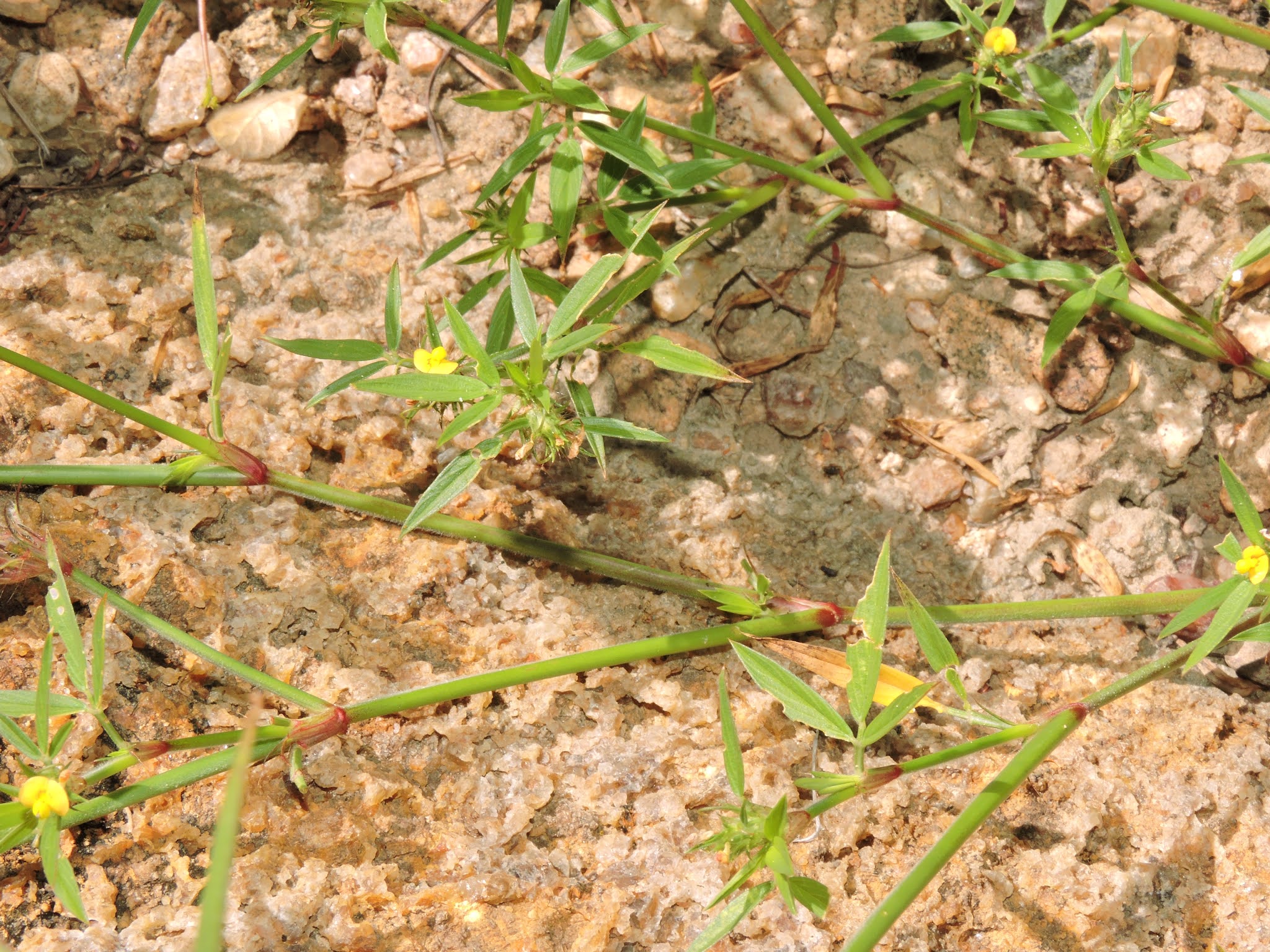 Fabaceae - Leguminosae no Brasil: Fabaceae - Stylosanthes humilis Kunth ...
