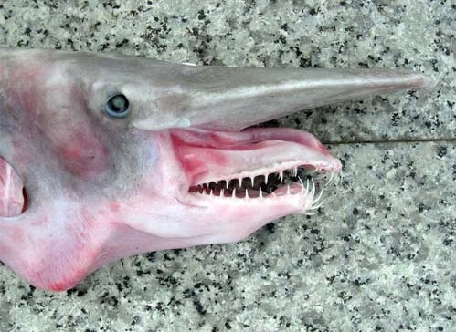 Fish Types: Goblin Shark