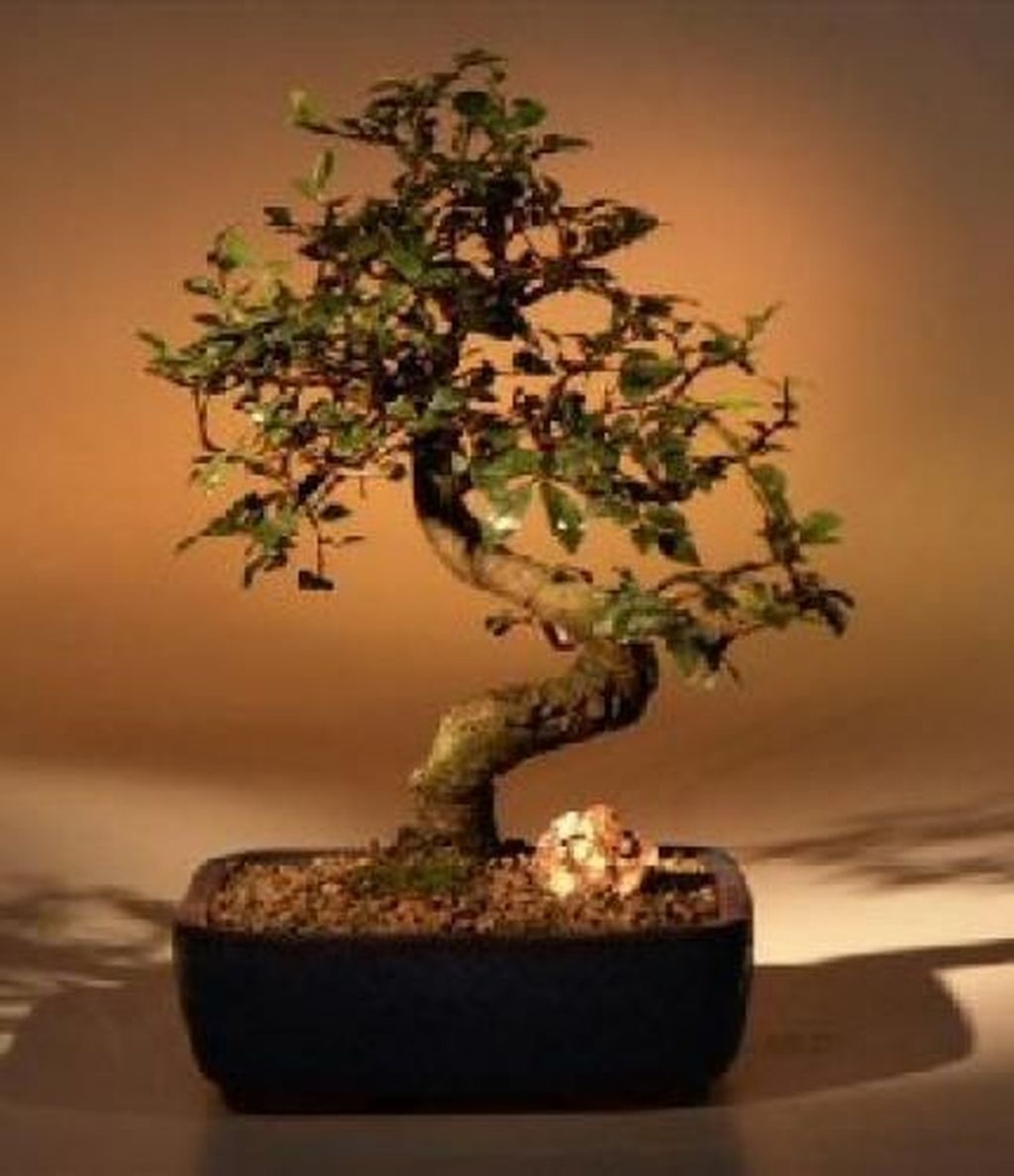 45+ Unique Bonsai Trees Gardening Ideas For Backyard | ARA HOME