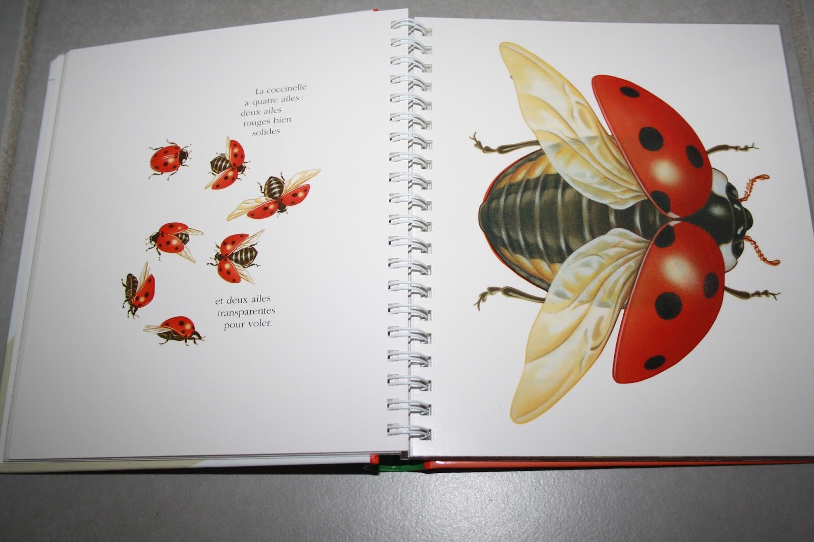 Notre thème du mois : la coccinelle - MvWm - Ma vie de WonderMaman