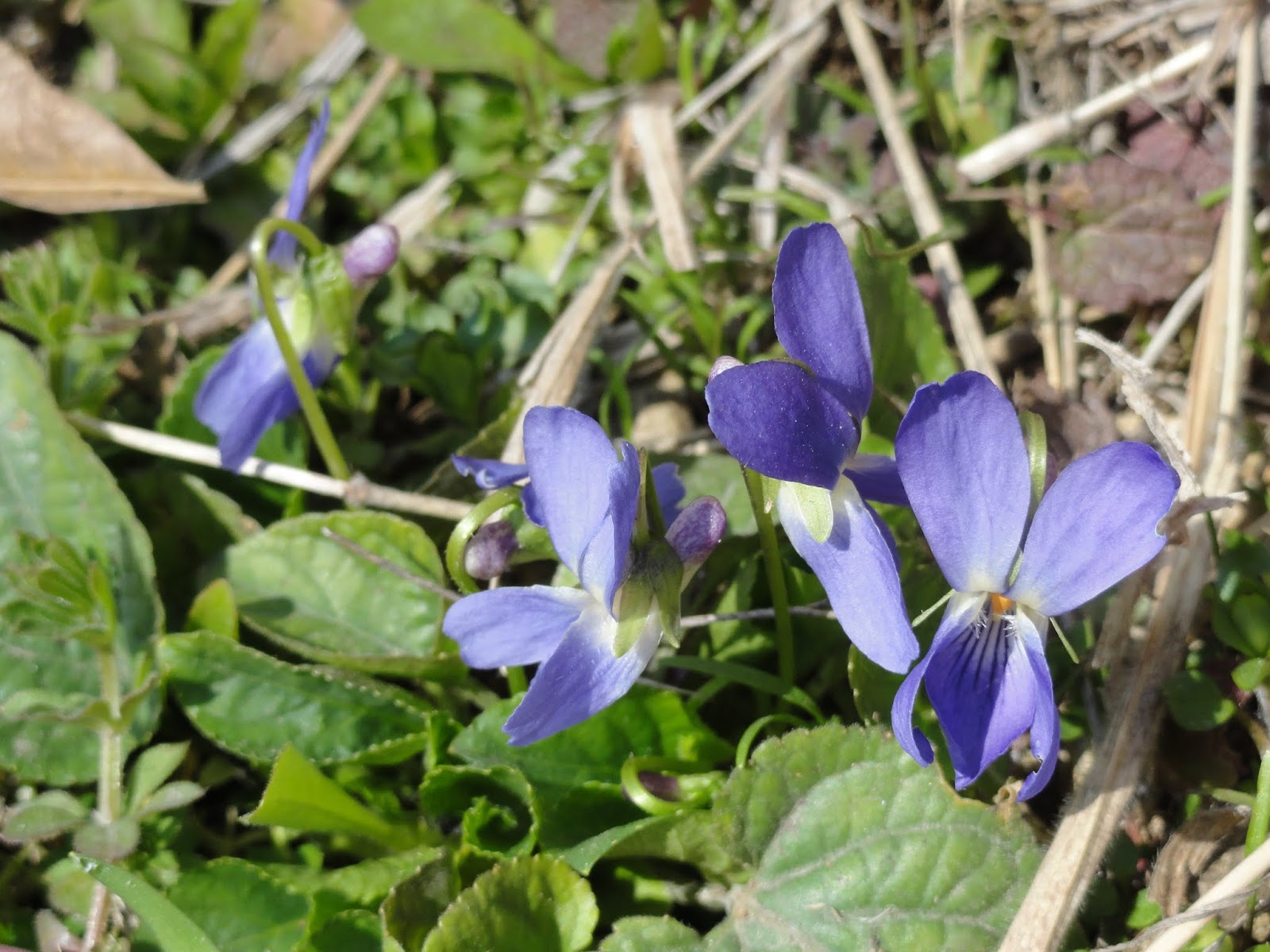 Frumusetile naturii: Toporasi (Viola odorata)