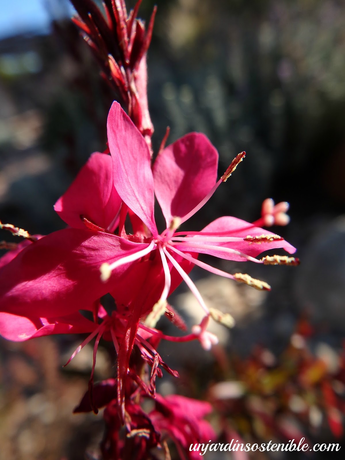 Gaura lindheimeri (Gaura)