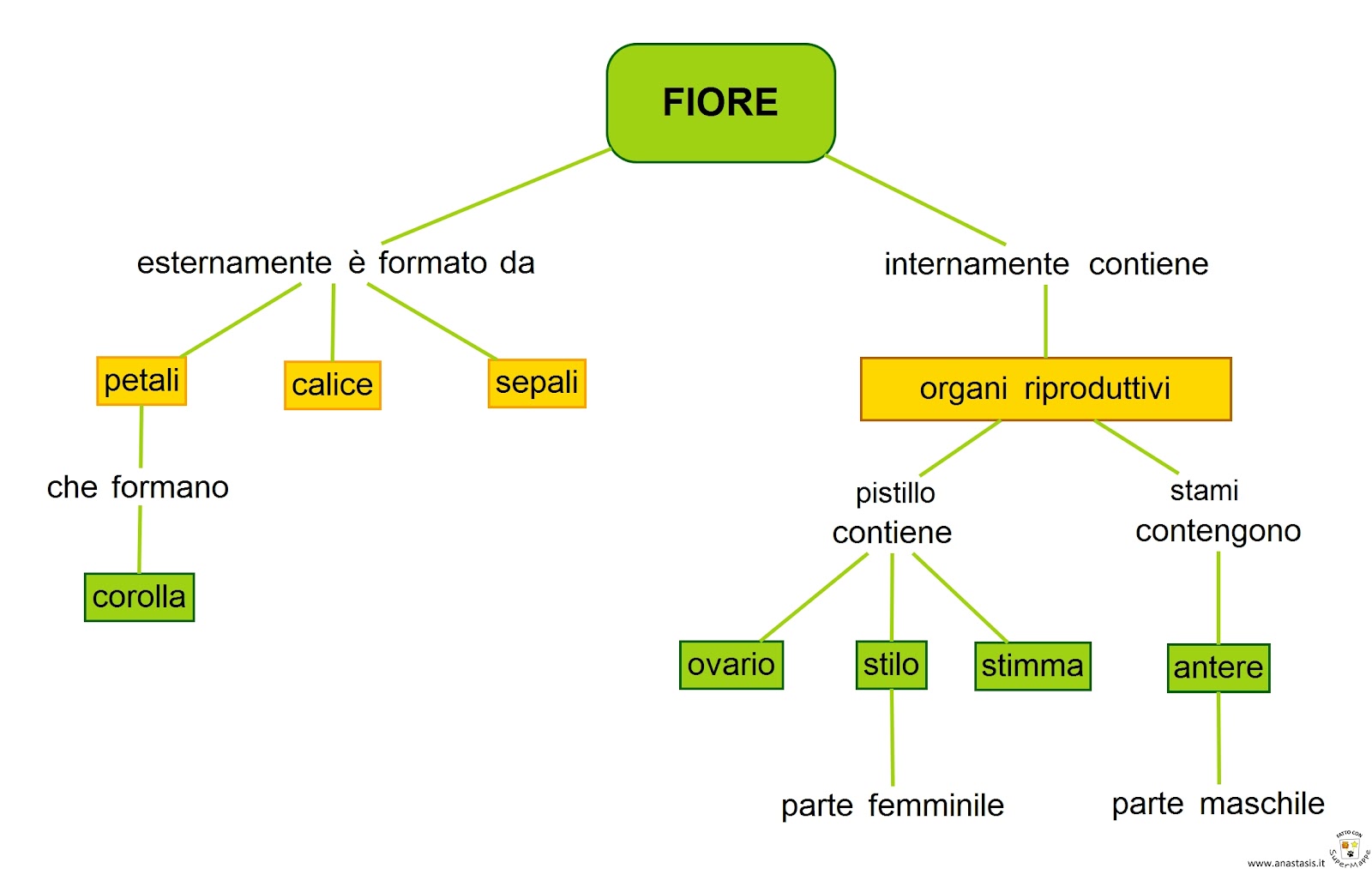 Paradiso delle mappe: Fiore - schema
