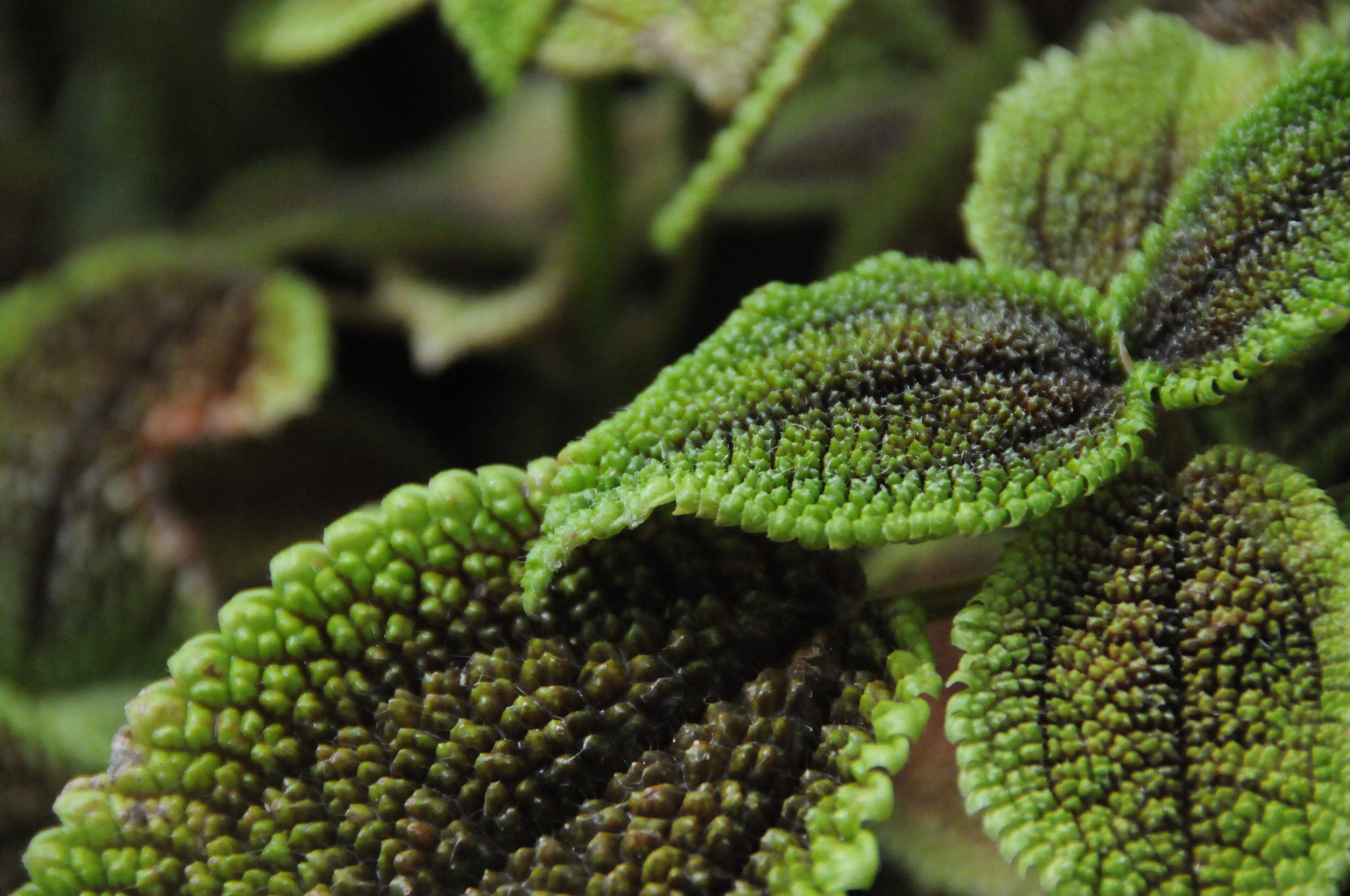 Pilea mollis - Moon Valley plant care and culture | Travaldo's blog