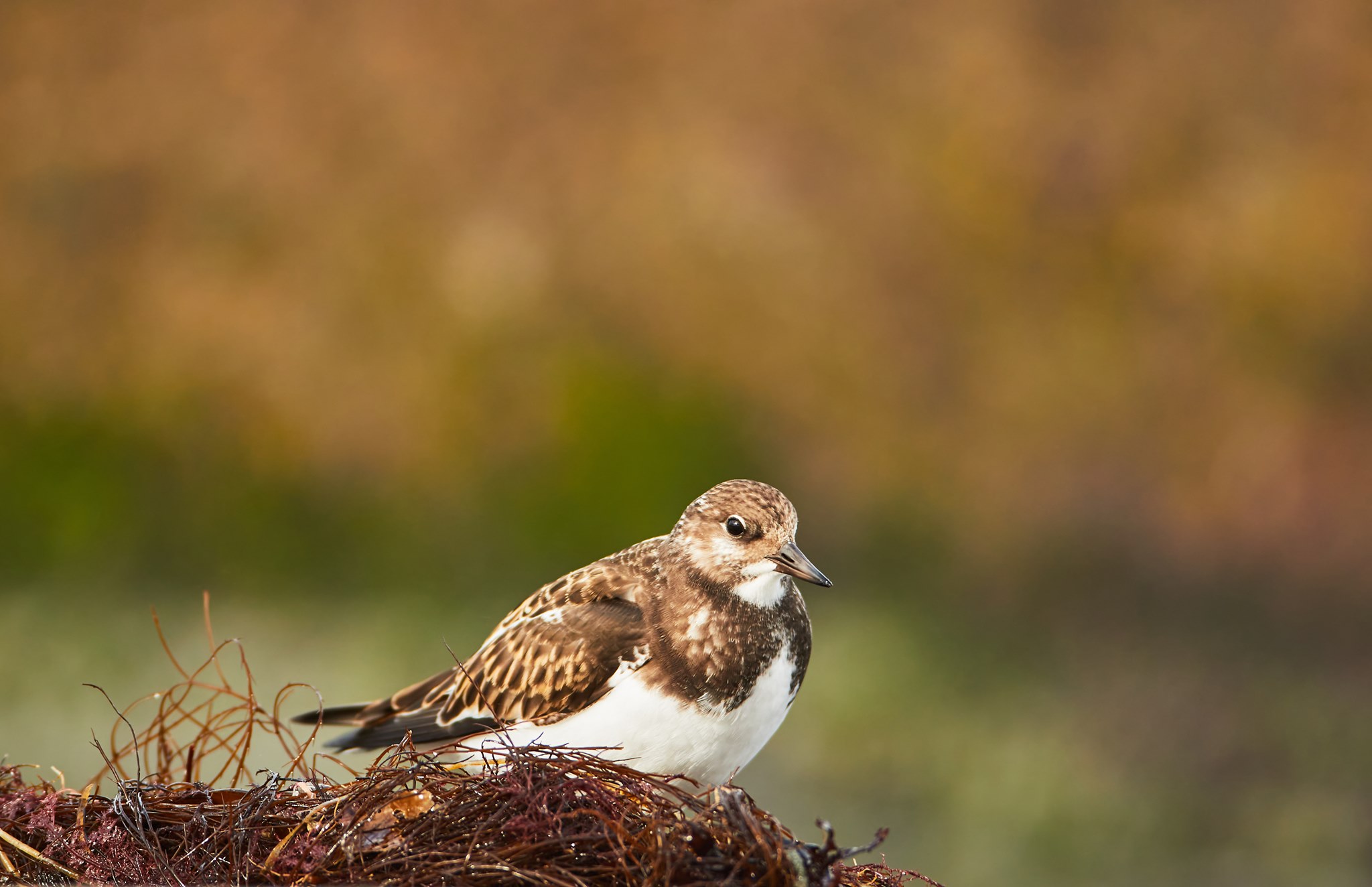 Birdwatching In Miri, Sarawak